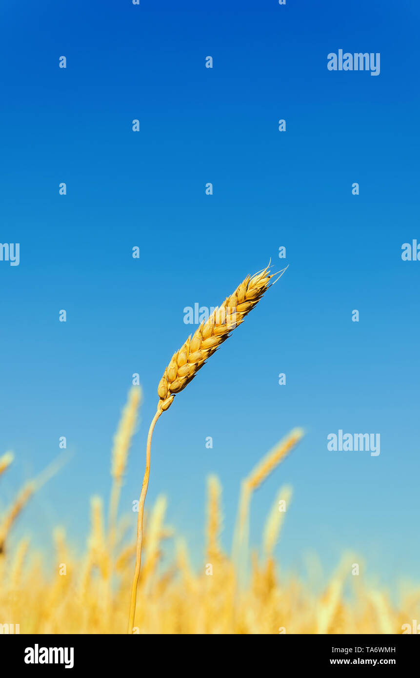 Ukraine flag food crop concept hi-res stock photography and images - Alamy