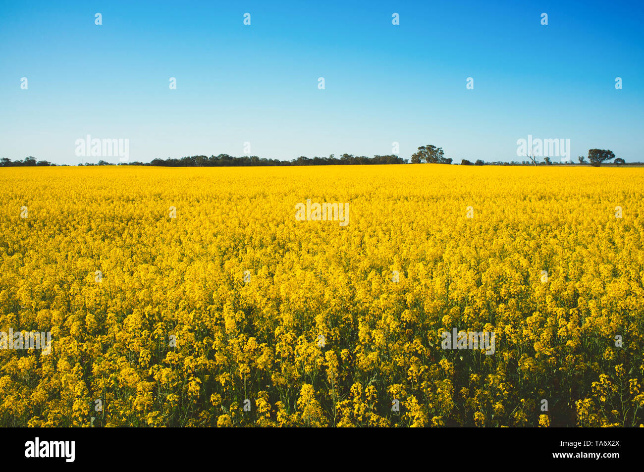 yellow flower field Stock Photo - Alamy