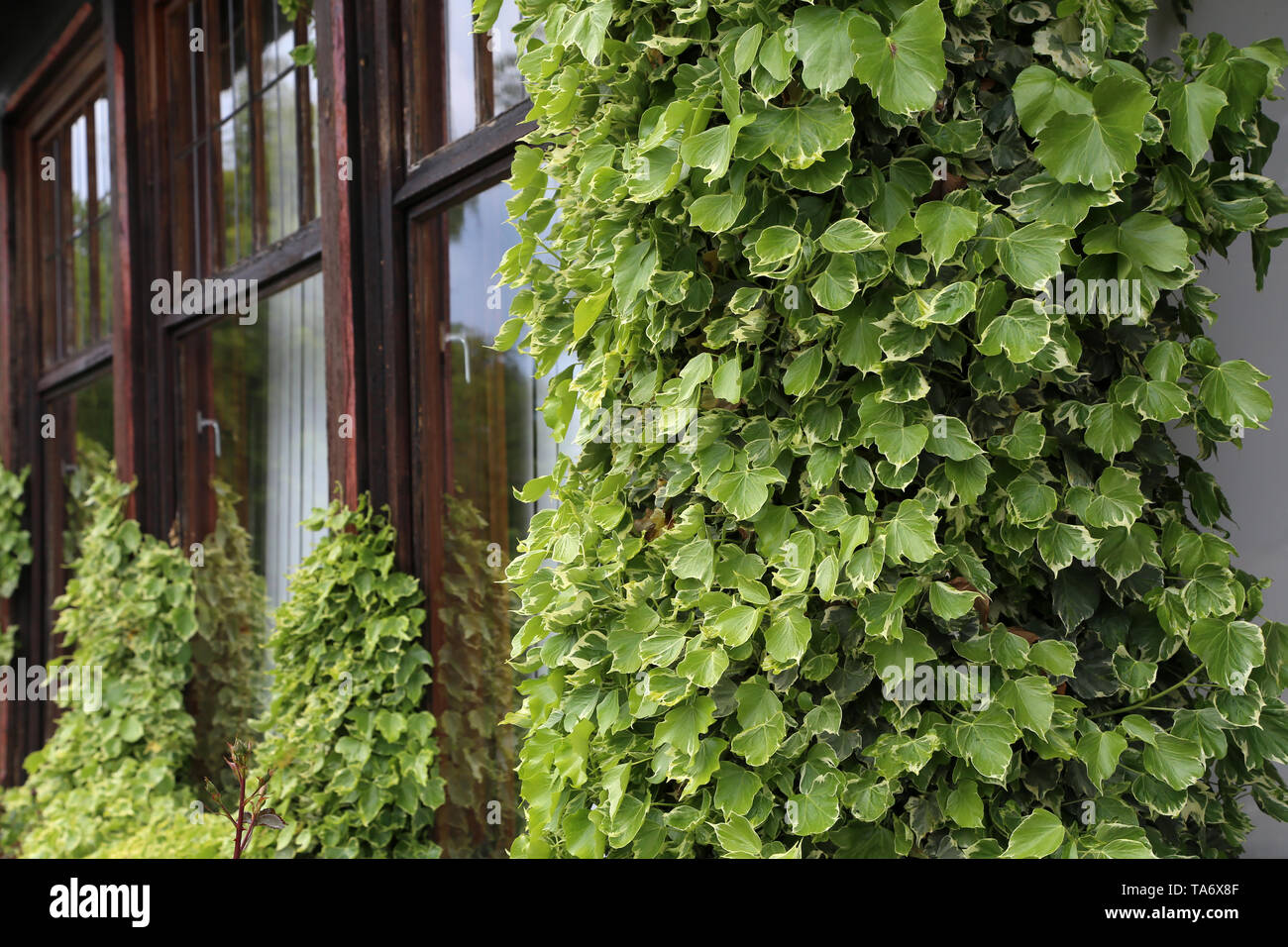 Ivy. creeping shrubs clinging to their adventitious roots of the walls ...