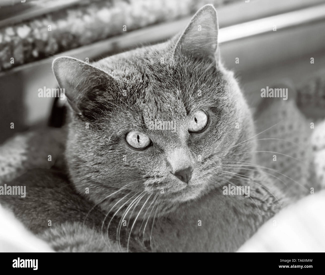 Best choice portrait nice hi-res stock photography and images - Alamy