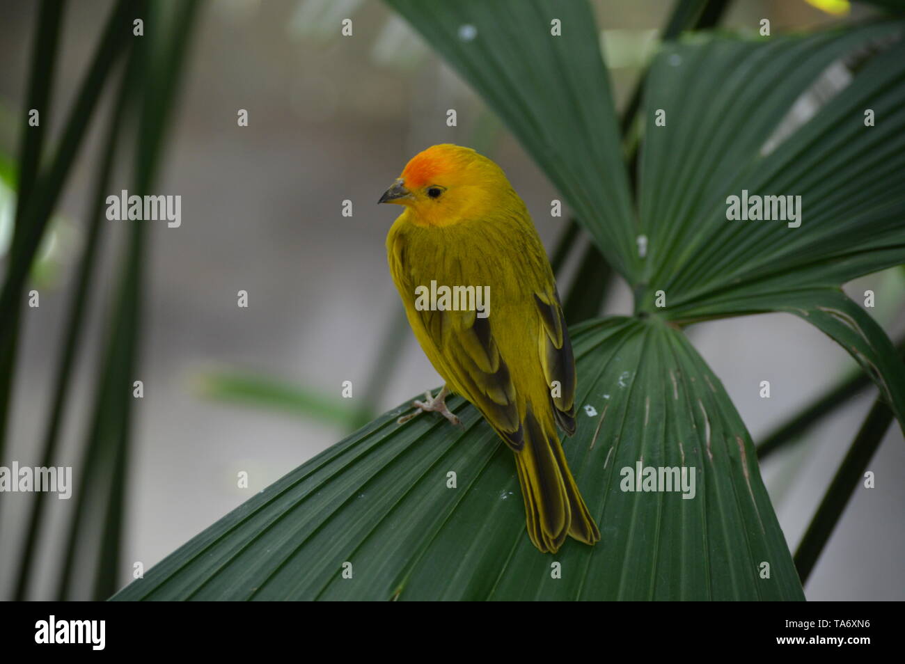 Yellow finch on a leaf Stock Photo - Alamy