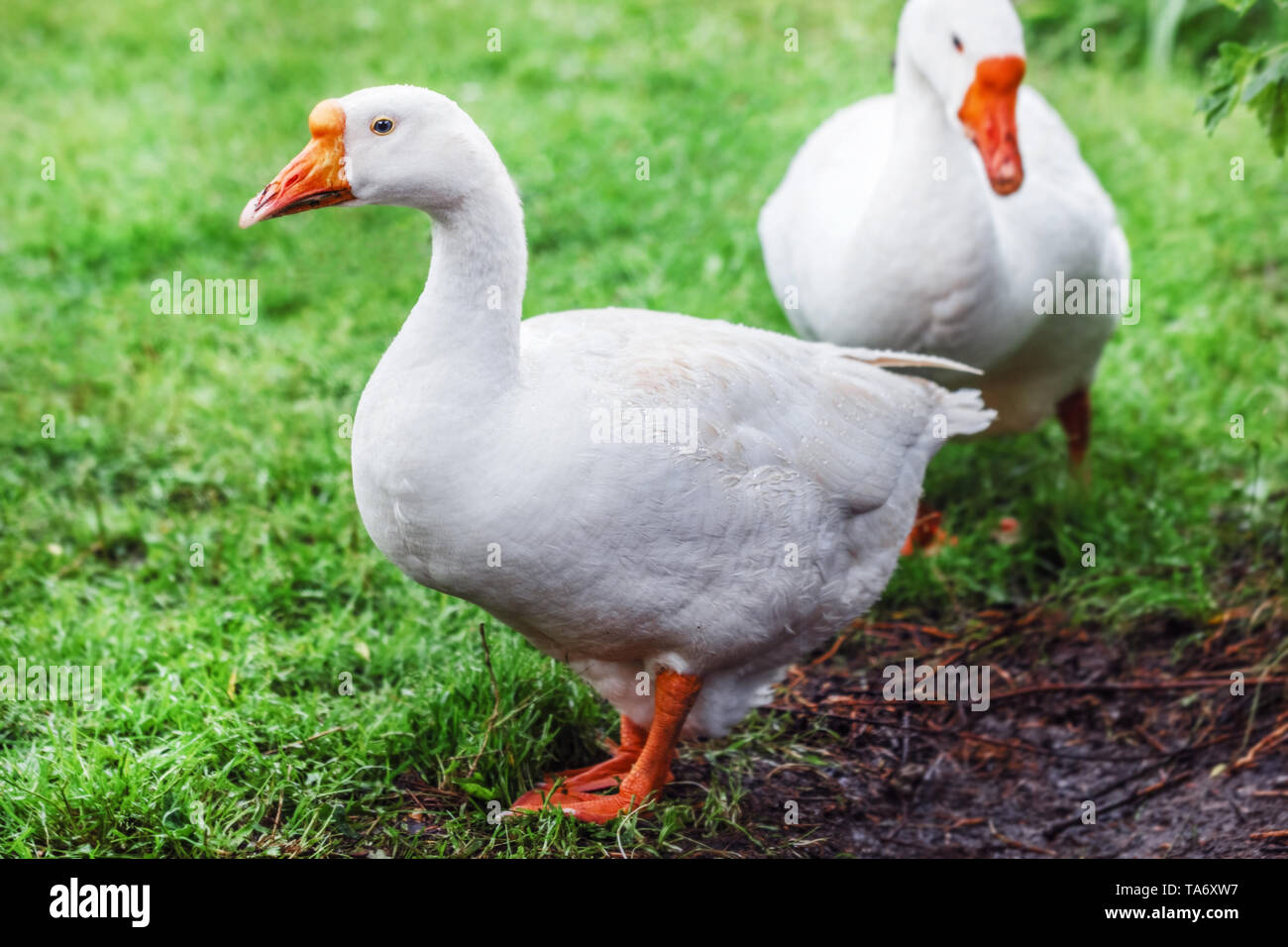 Real geese hi-res stock photography and images - Alamy