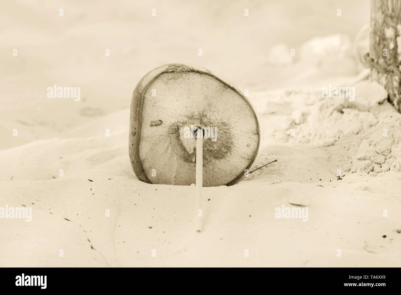 Big fresh coconut with tube inside on sand in sepia Stock Photo - Alamy
