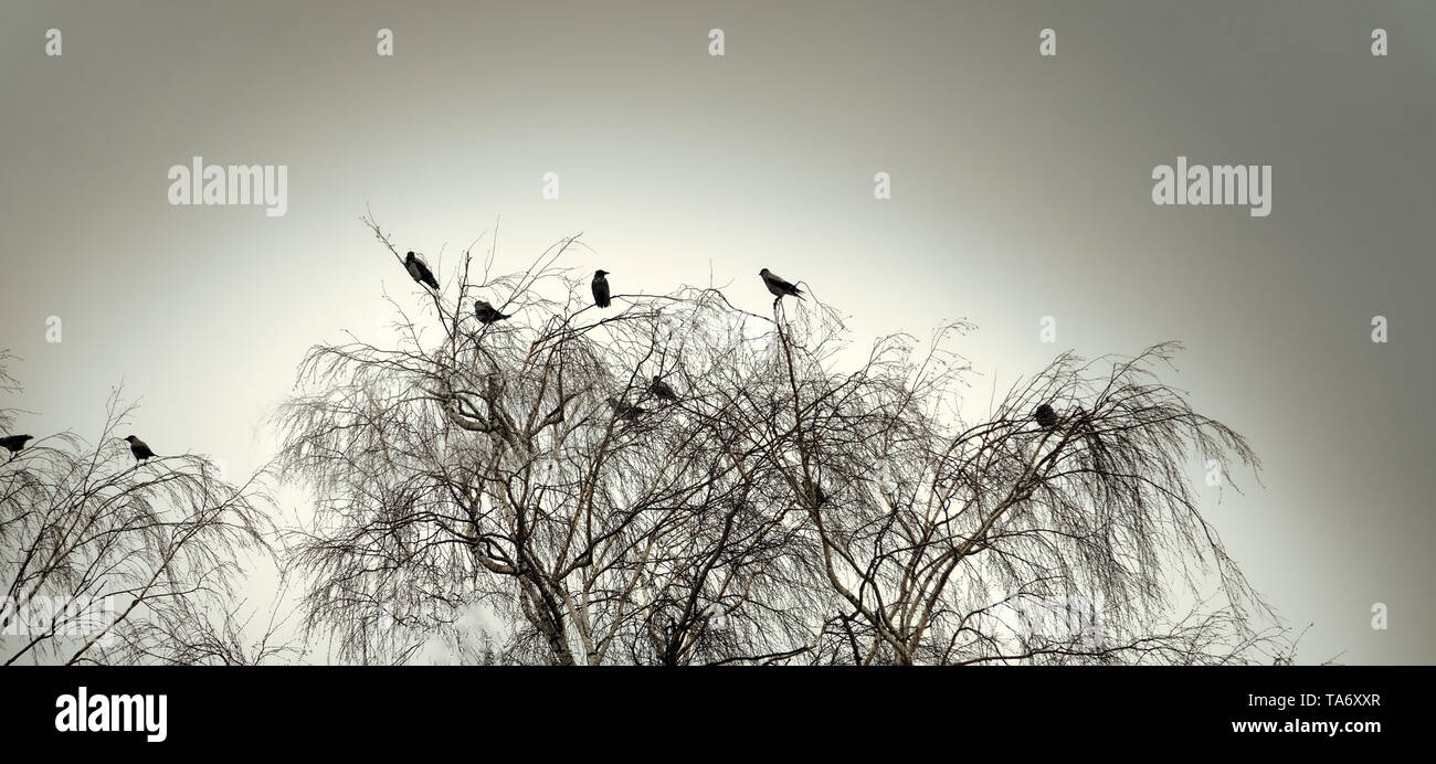 Hooded crows gathered overnight in city Park at spring. Public roosting ...