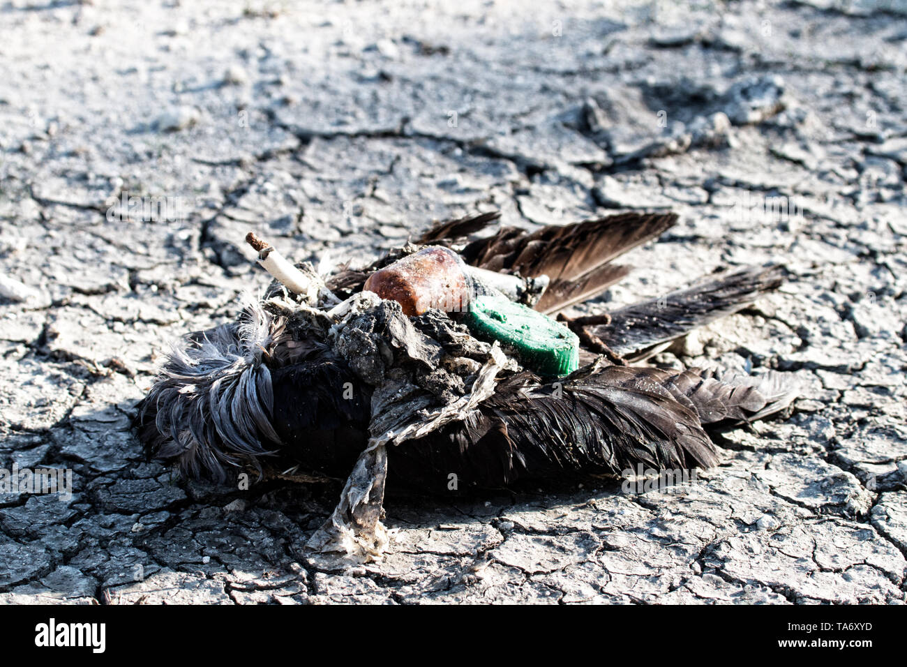 Environmental disaster. Drought and death from pollution of planet by ...