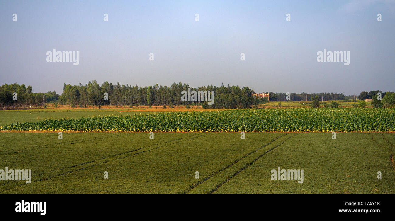 Field cultivation of technical plants, castor-oil plant. India Stock ...