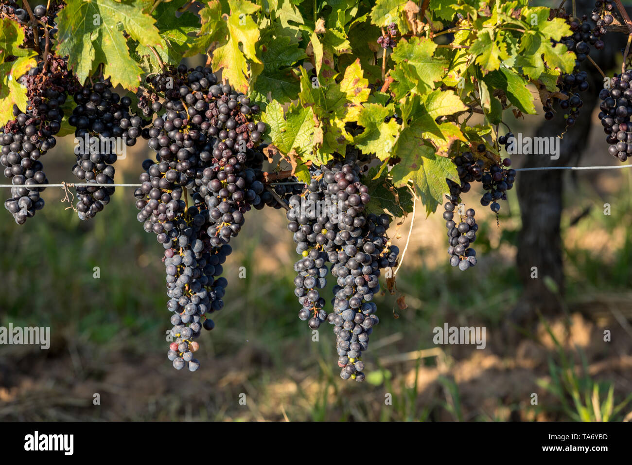 Red wine grapes ready to harvest and wine production. Saint Emilion ...