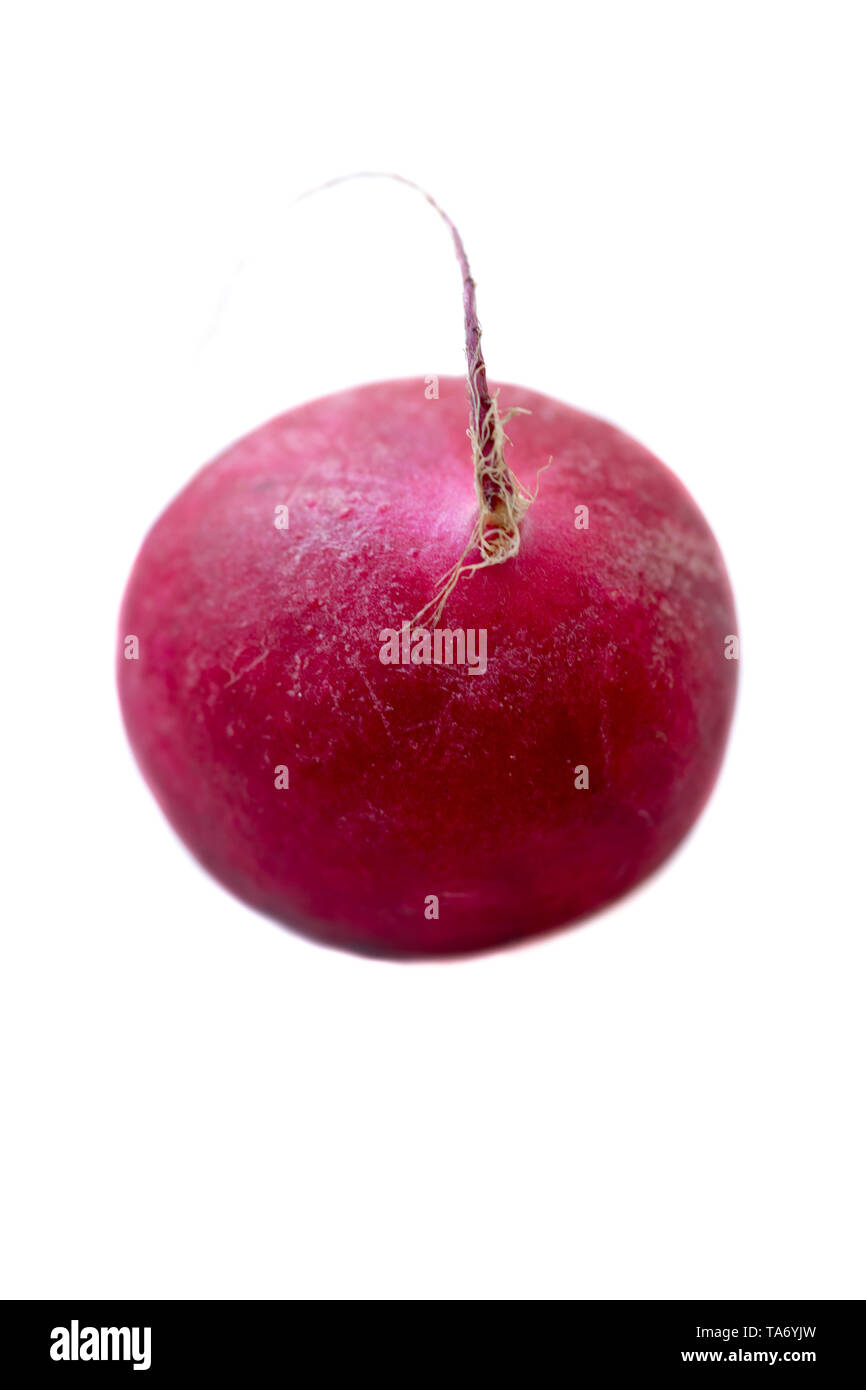 One pink radish isolated on white Stock Photo - Alamy