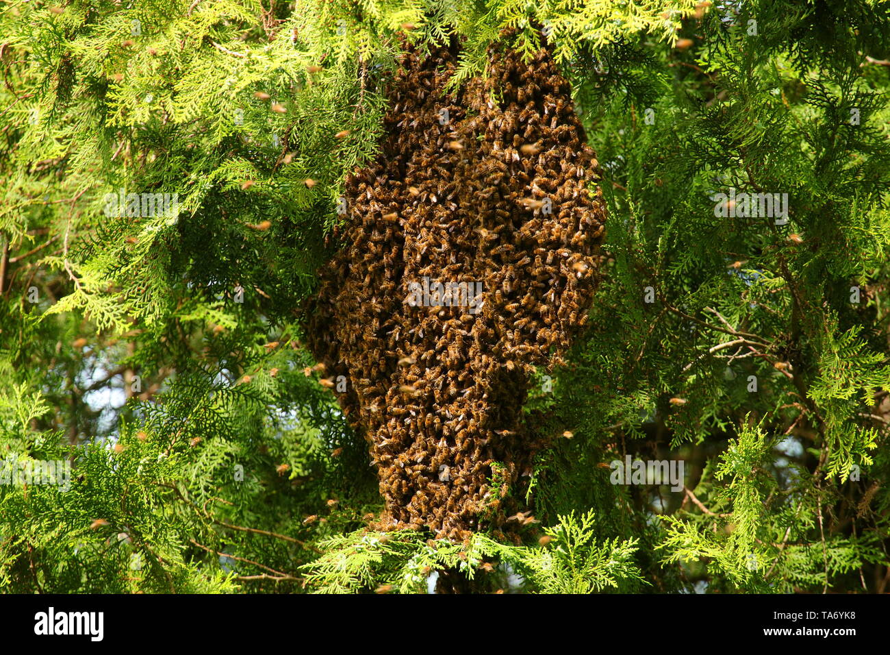 Honey bees swarming on tree branch Stock Photo - Alamy