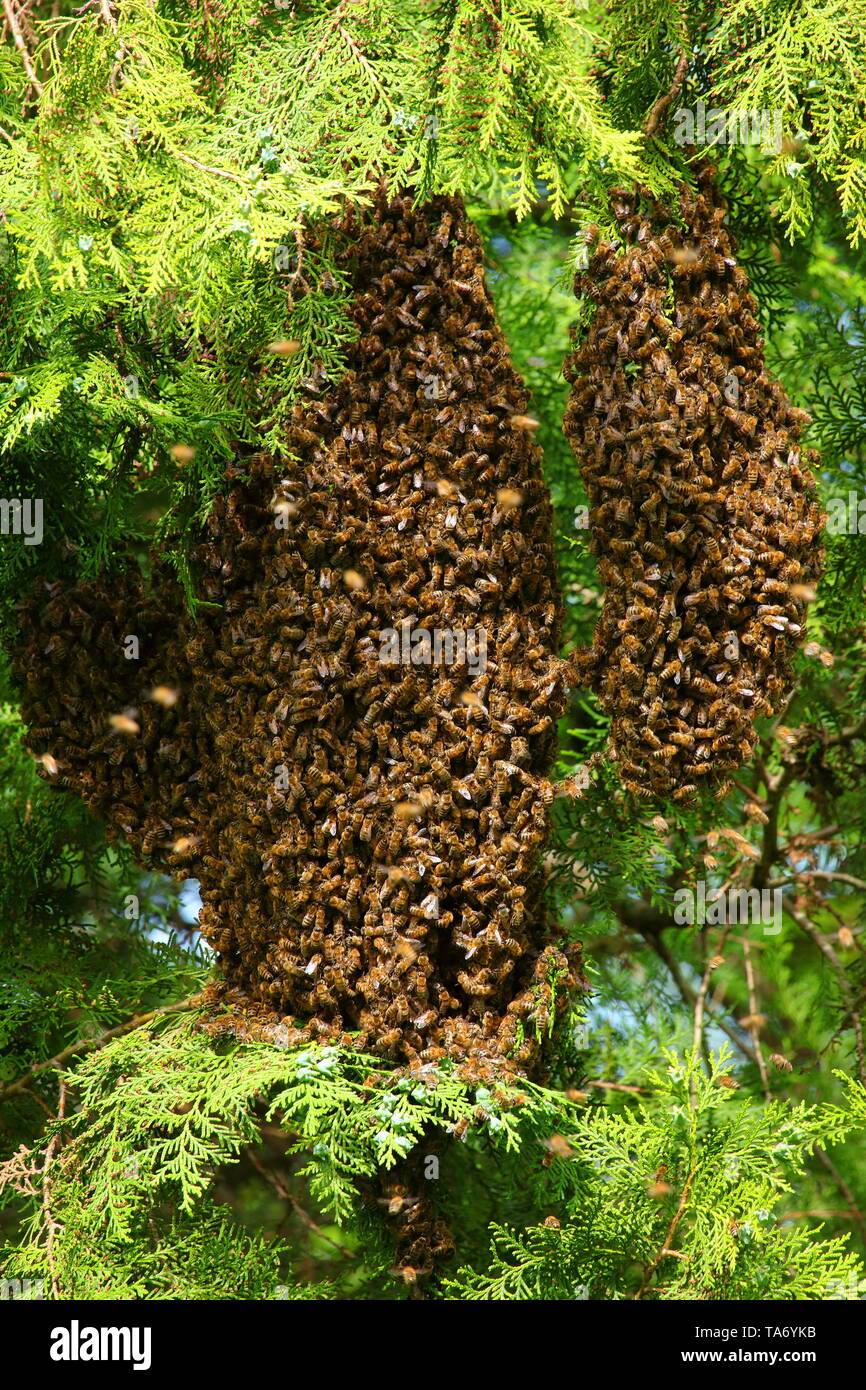Honey bees swarming on tree branch Stock Photo - Alamy