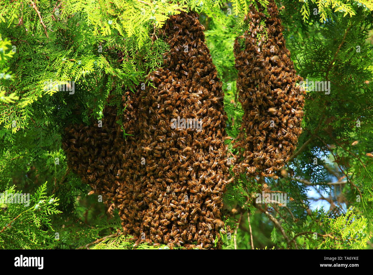 Swarming bees forest hi-res stock photography and images - Alamy