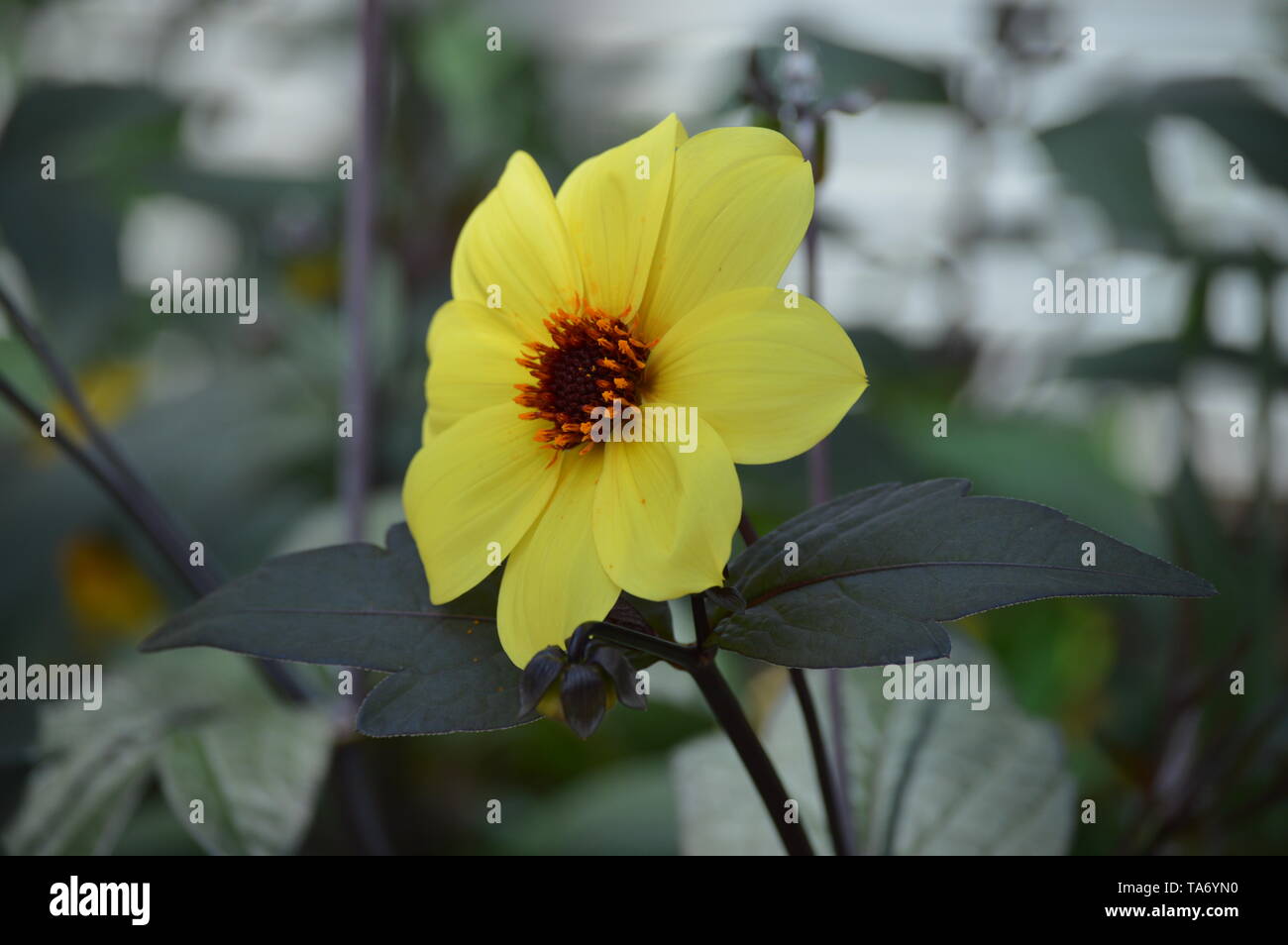 Dahlia flower in the garden Stock Photo - Alamy