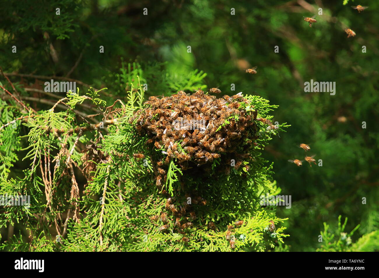 Honey bees swarming on tree branch Stock Photo - Alamy