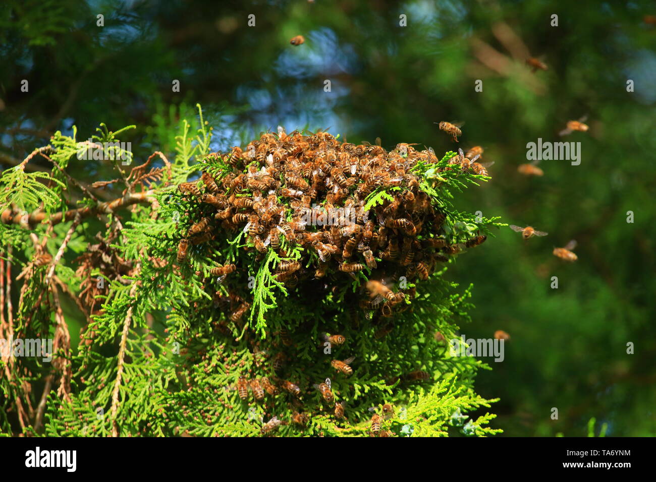Honey bees swarming on tree branch Stock Photo - Alamy