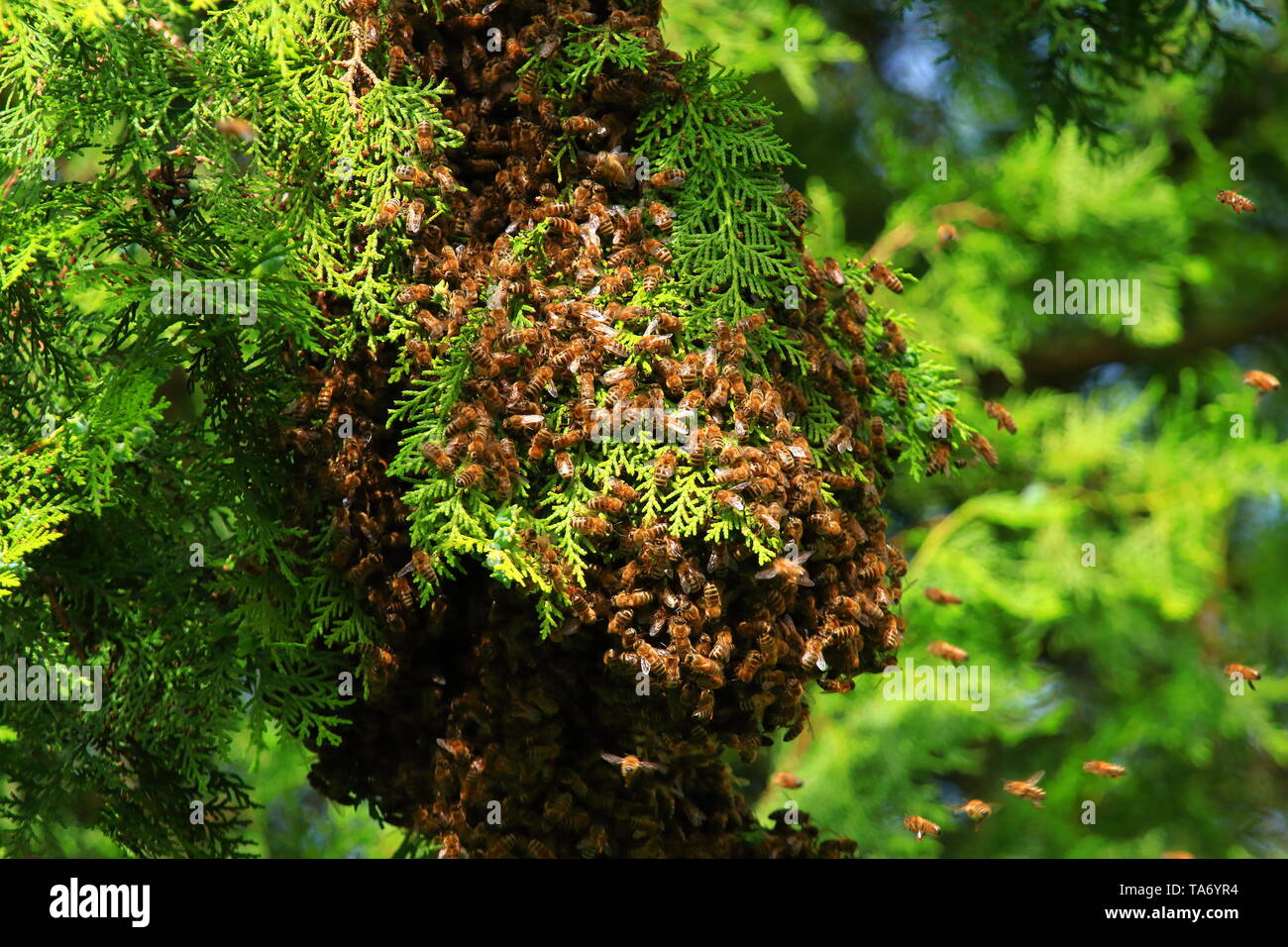 Honey bees swarming on tree branch Stock Photo - Alamy