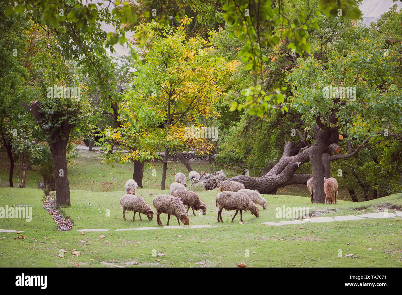 Sheep livestock pakistan hi-res stock photography and images - Alamy