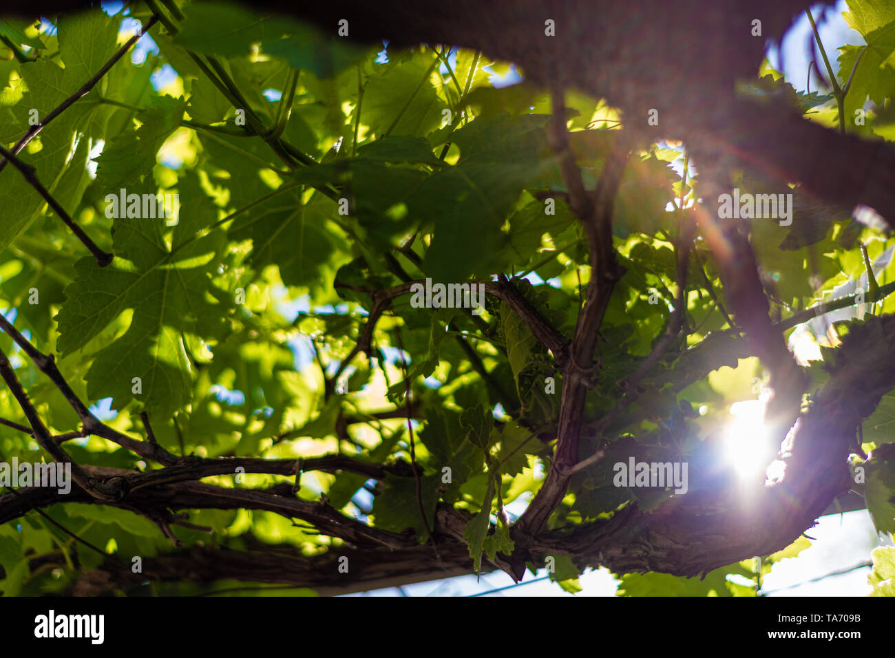 This is a capture of a green vine and you can see how the light of the ...