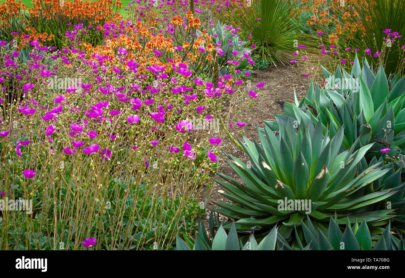 Agave garden hi-res stock photography and images - Alamy