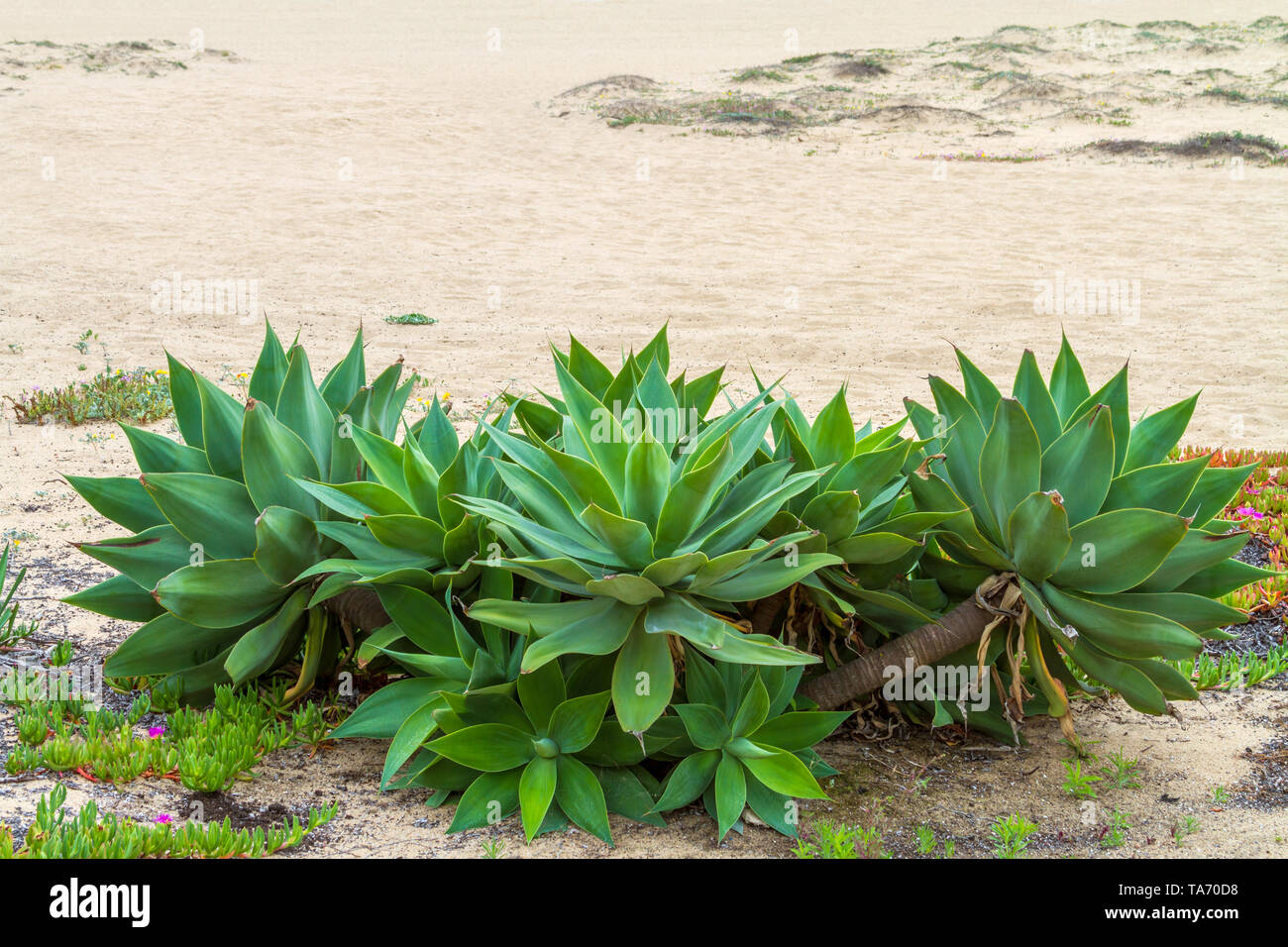 Yucca plants spikes hi-res stock photography and images - Alamy