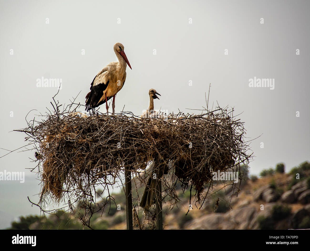 stork nest and stork in mother and foal Stock Photo - Alamy