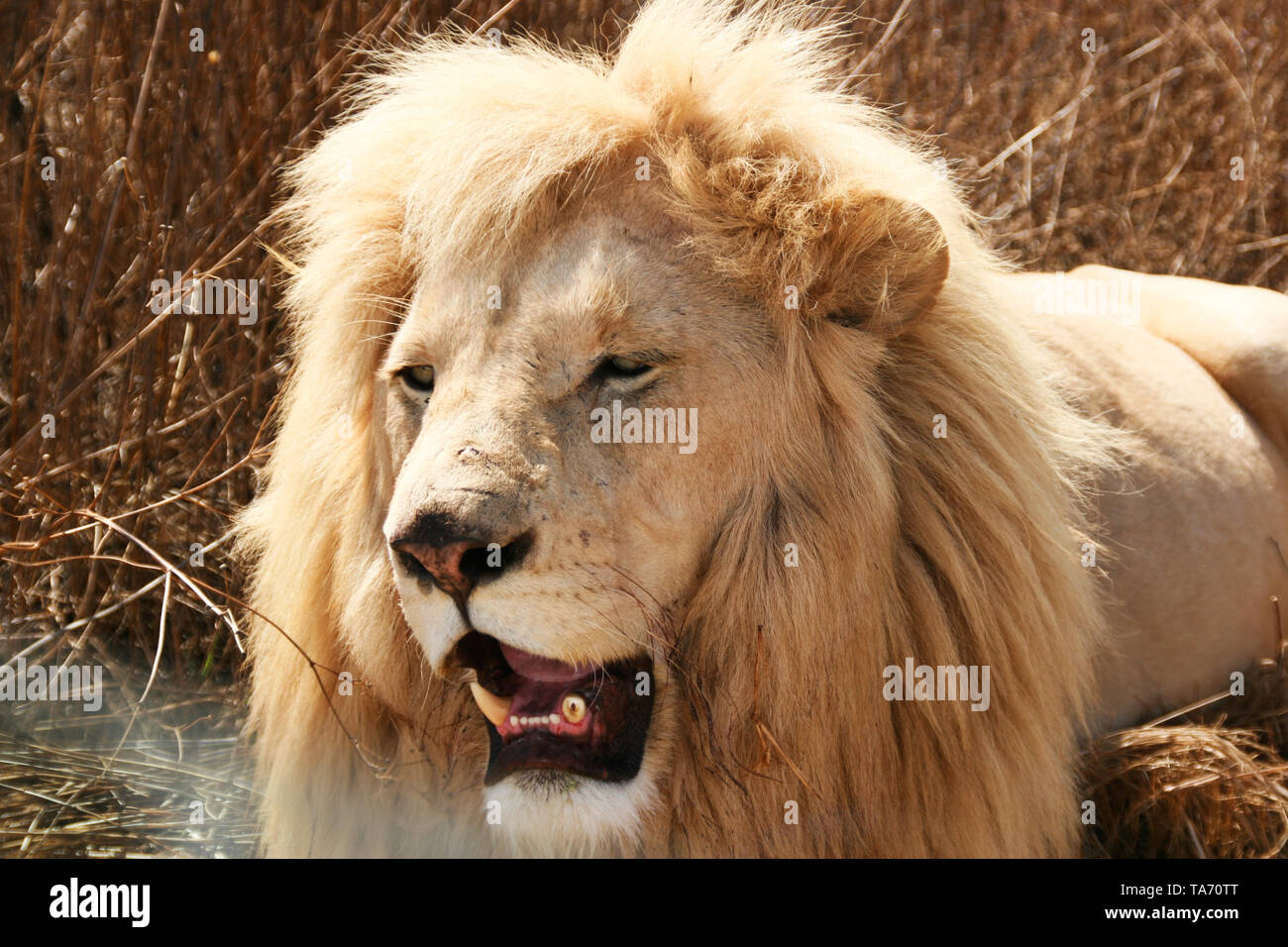 Male Lion broken tooth Stock Photo - Alamy