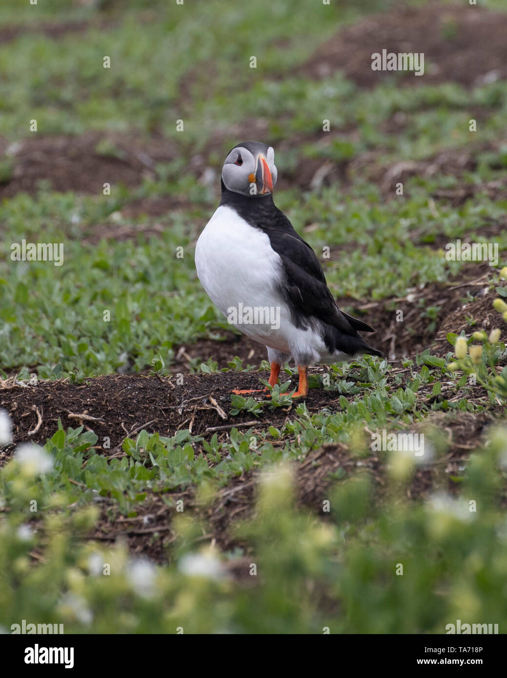 Walking puffin hi-res stock photography and images - Alamy