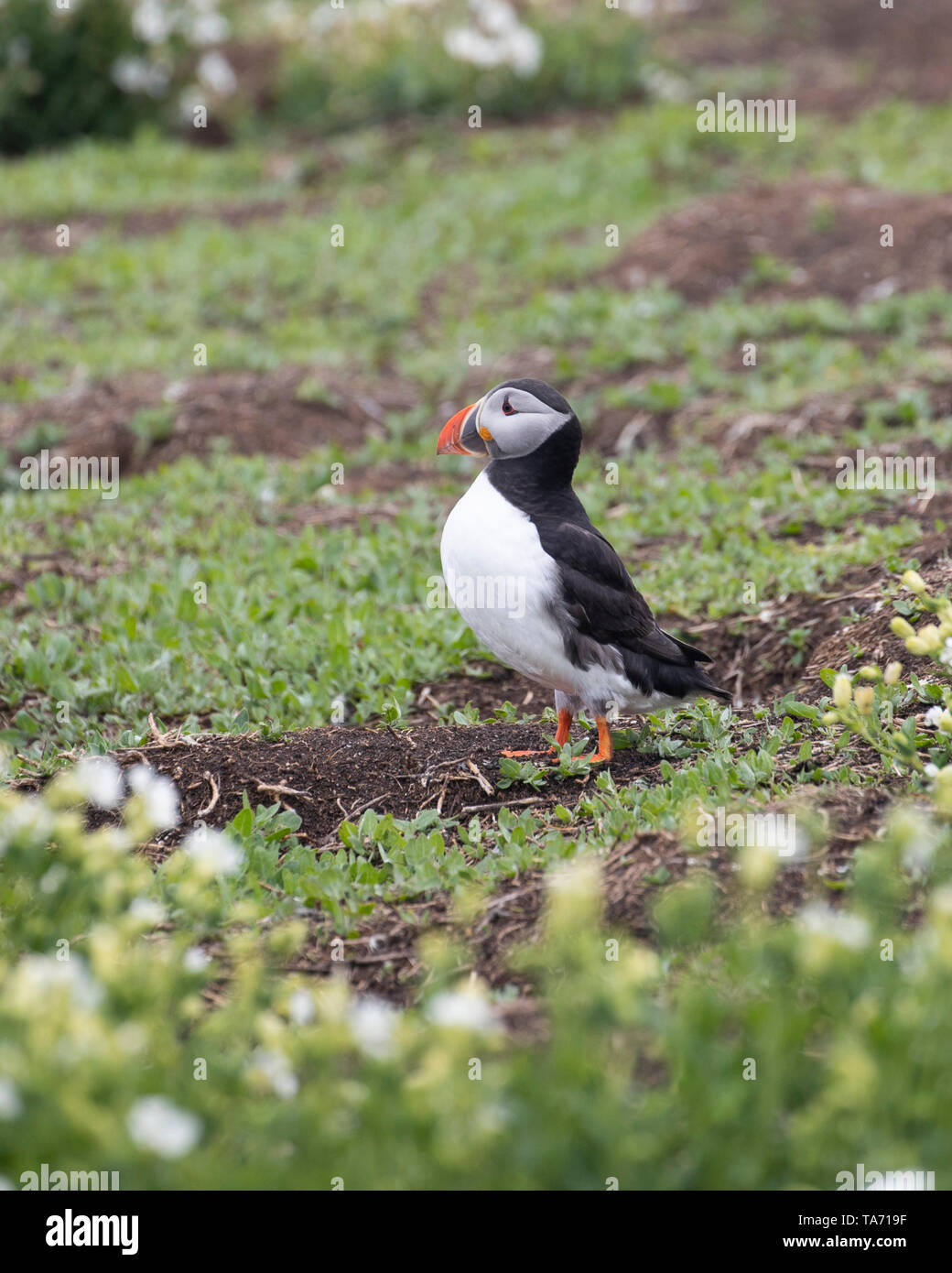 Bird burrows hi-res stock photography and images - Alamy