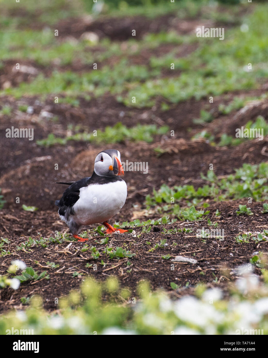 Atlantic puffin burrows hi-res stock photography and images - Alamy
