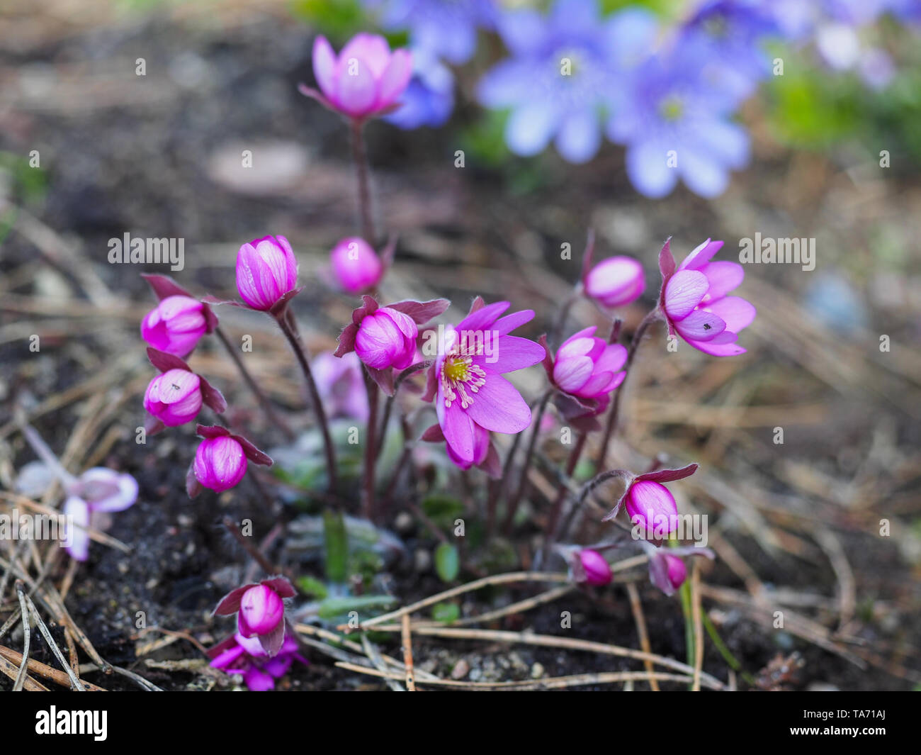 Common hepatica hi-res stock photography and images - Alamy