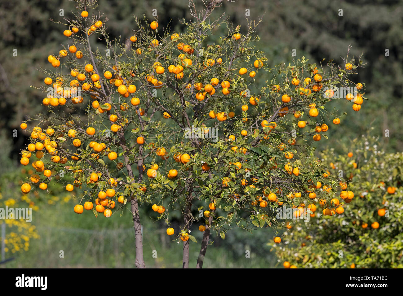 Citrus sinensis tree hi-res stock photography and images - Alamy