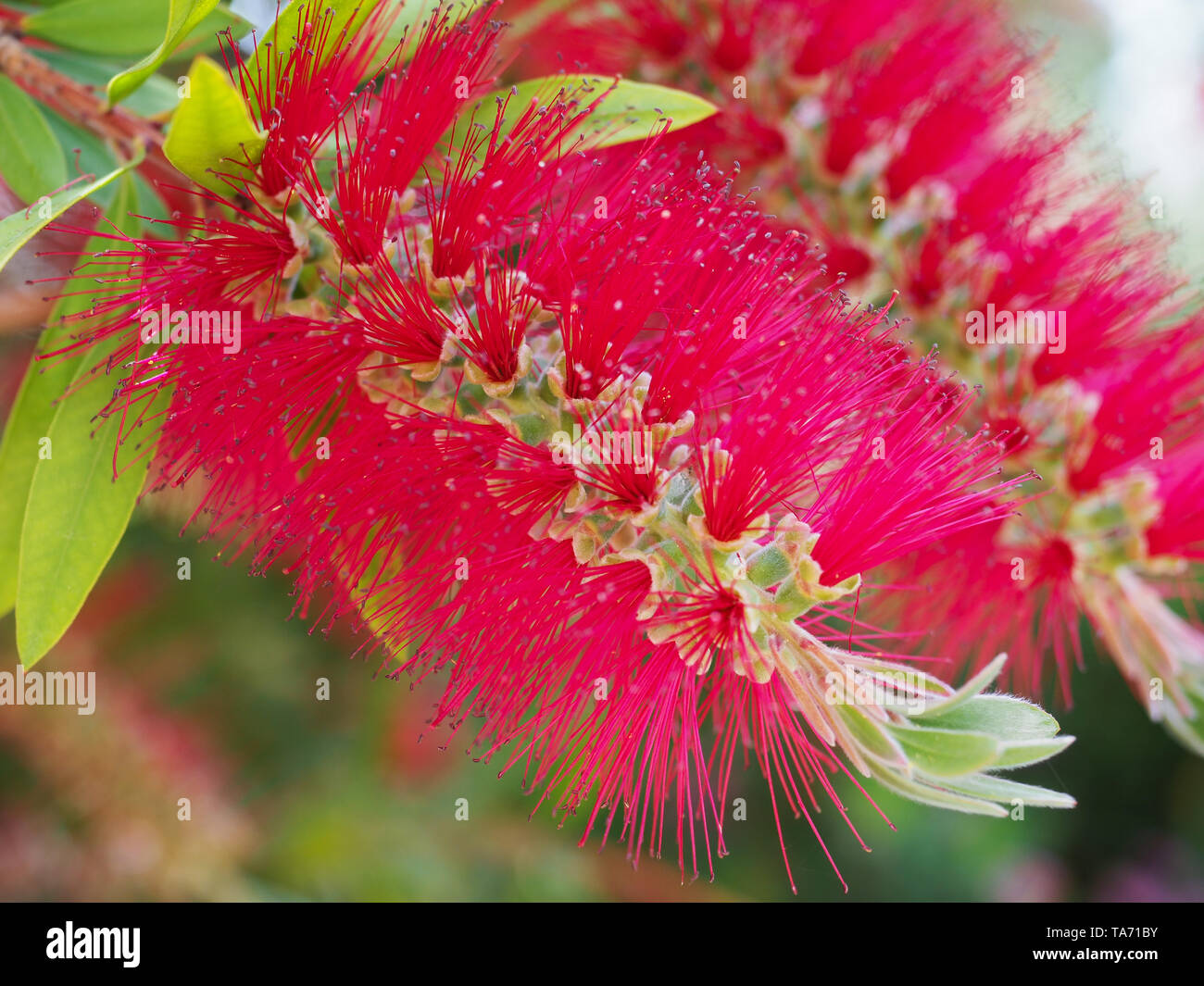 Callistemon Viminalis Little John