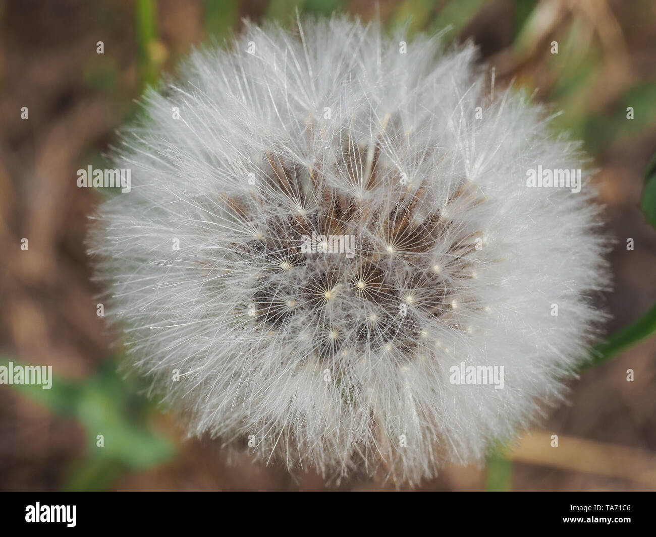 Large milky white flower hi-res stock photography and images - Alamy