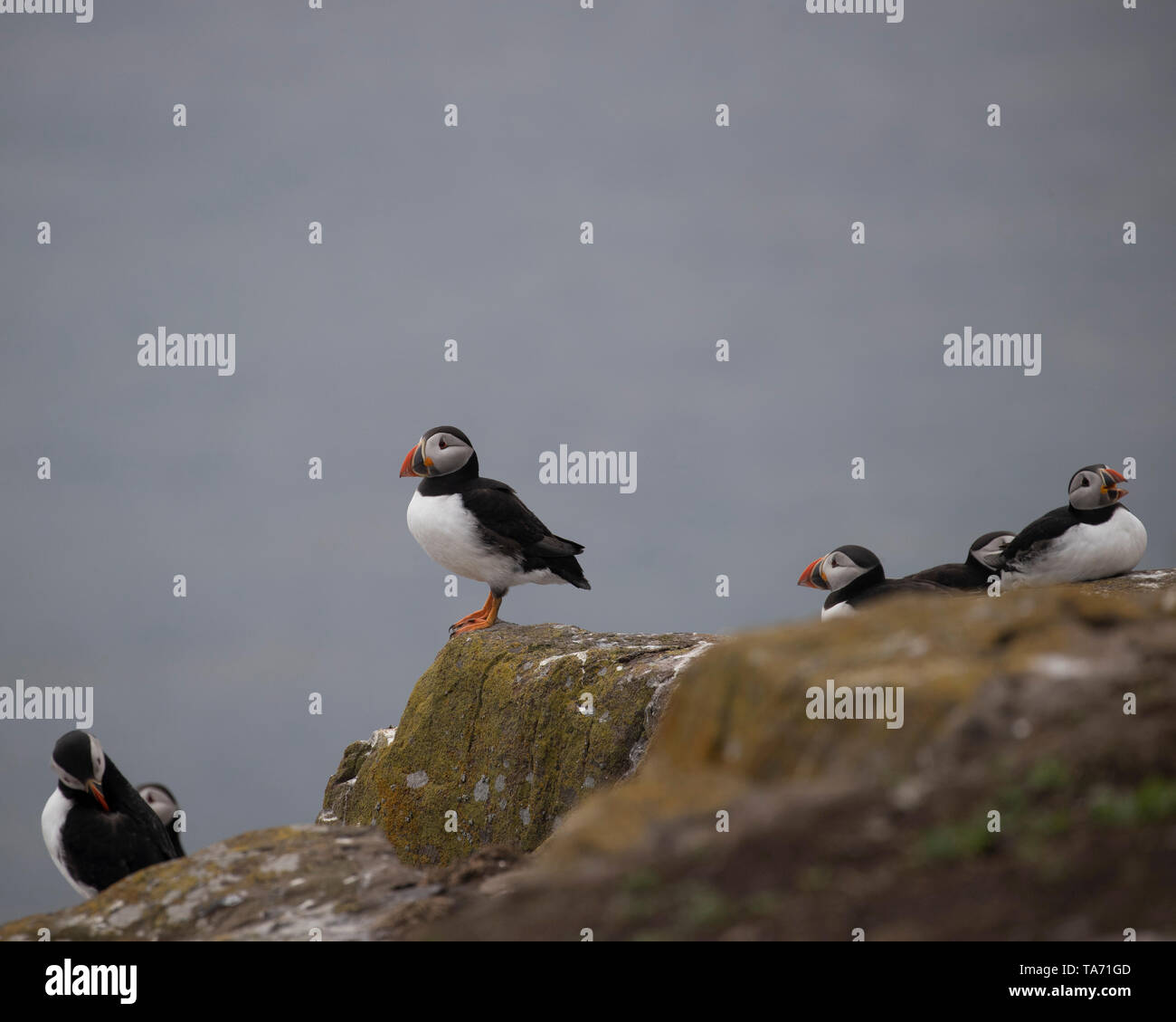 Group of puffins standing on rocks hi-res stock photography and images ...