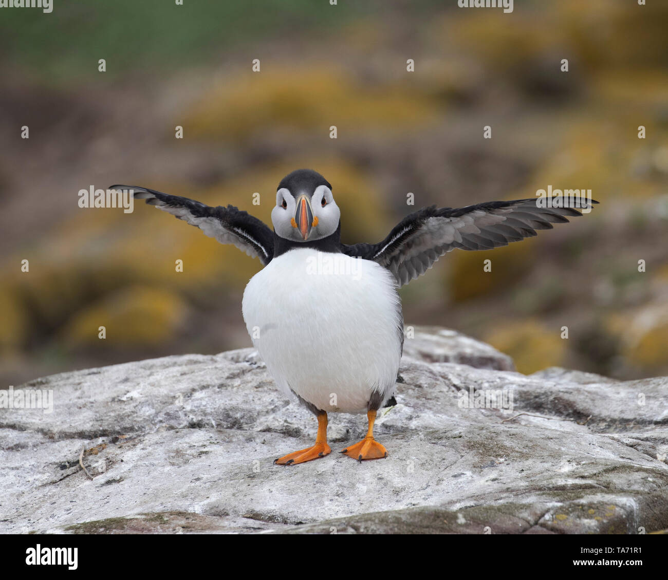 Single puffin standing on rocky outcrop with wings outstretched Stock ...