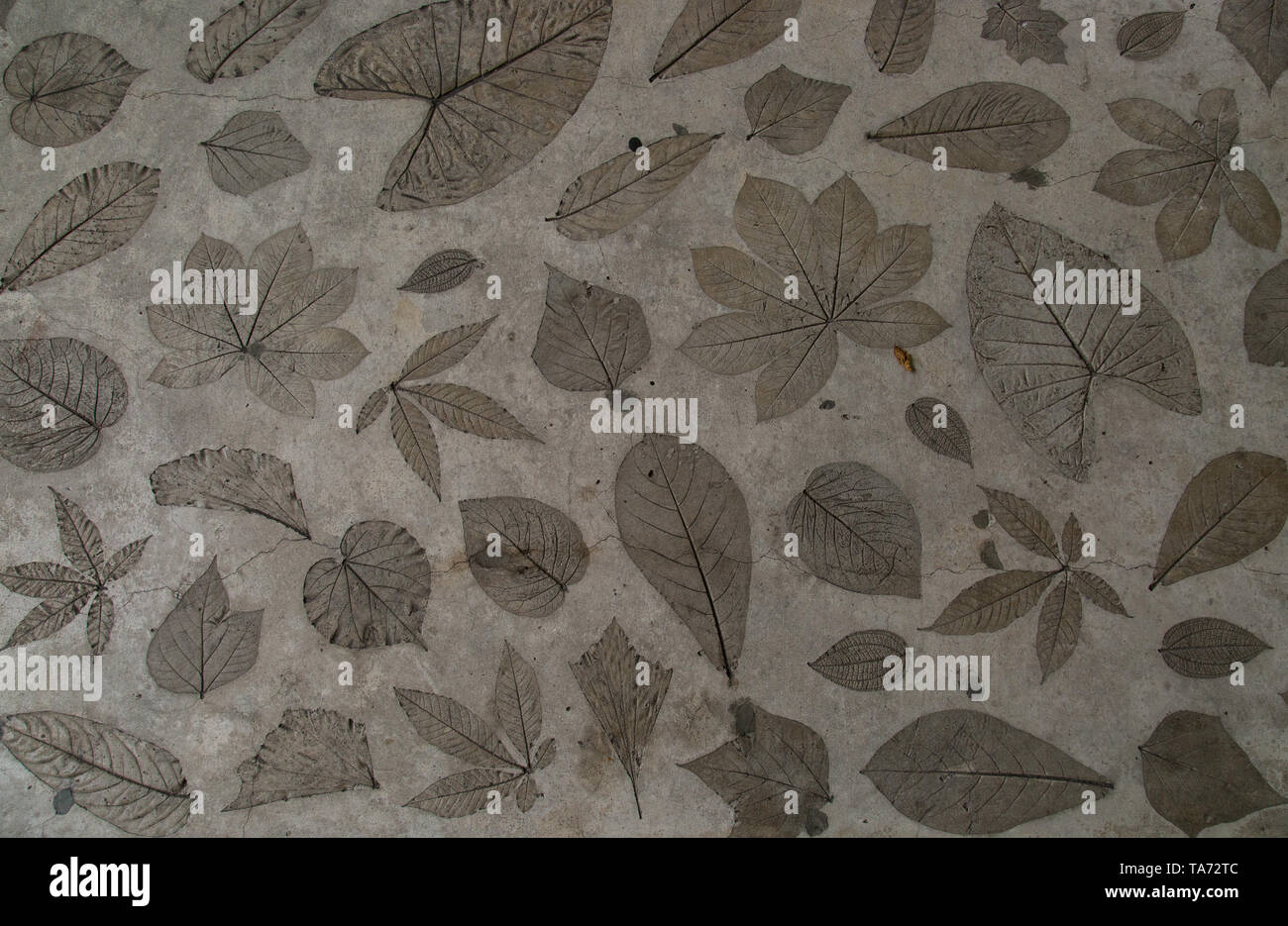 Leaf detail was stamped on the concrete surface floor suitable to ...