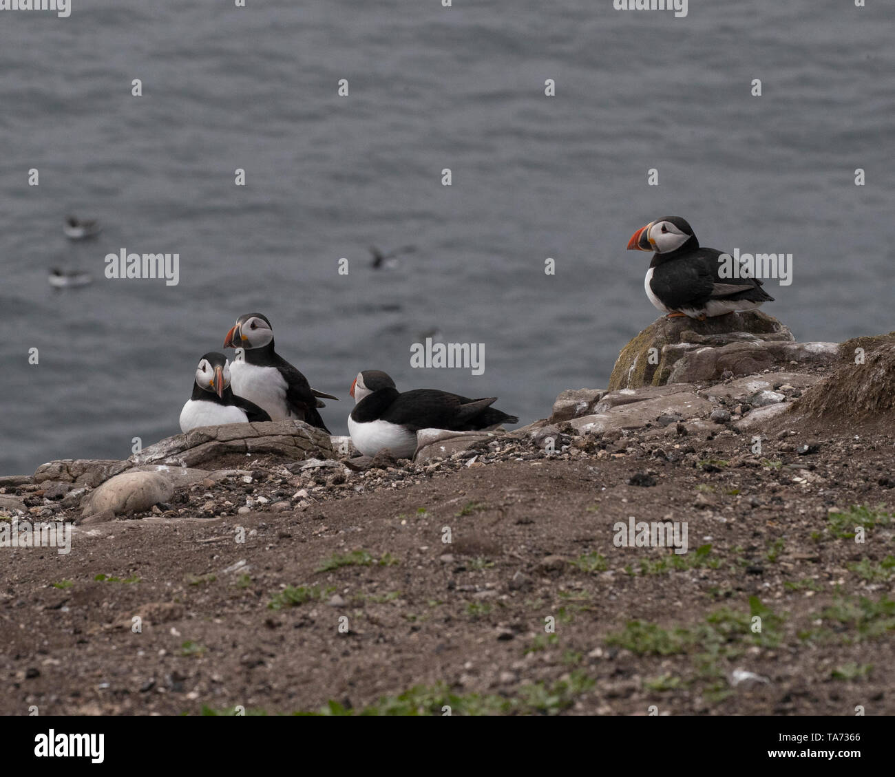 Ledge sea hi-res stock photography and images - Alamy