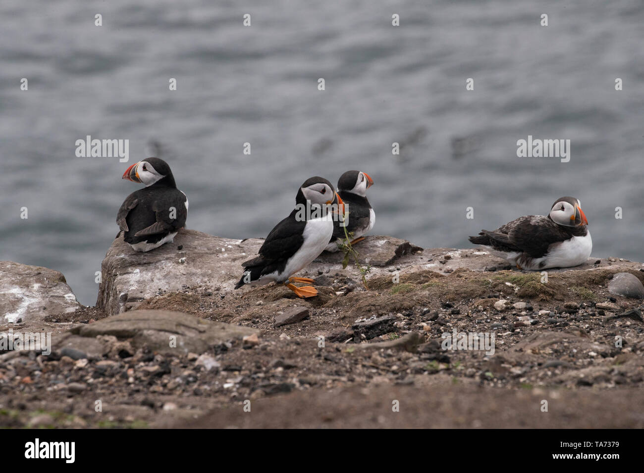 Group of puffins on stony ledge overlooking sea Stock Photo - Alamy