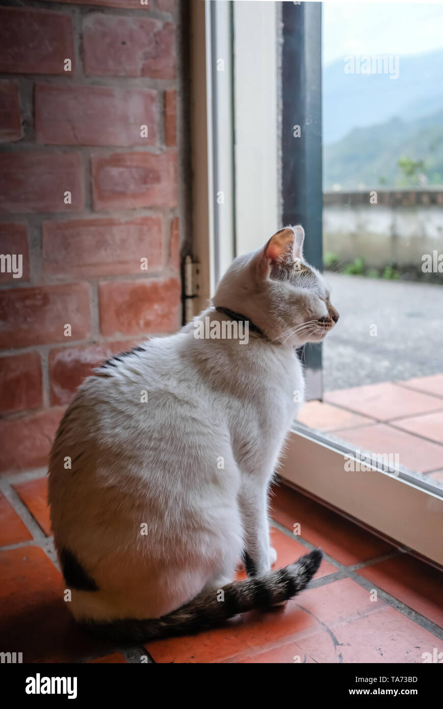 cute cat in house watching outside Stock Photo - Alamy