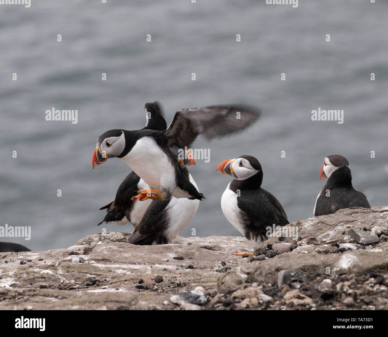 Flying puffin landing by group of puffins on stony ledge overlooking ...