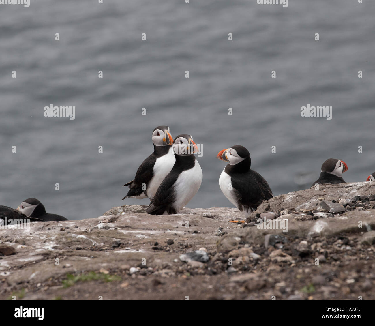 Group of puffins on stony ledge overlooking sea Stock Photo - Alamy