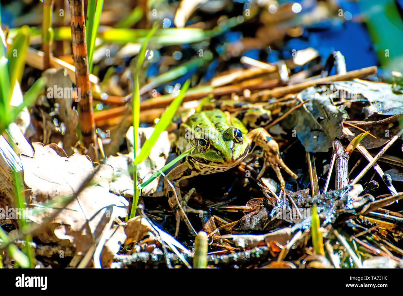 common European frog in a pond in Poland Stock Photo - Alamy