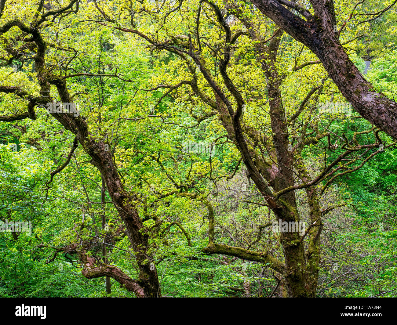 Oak trees in Spring in Strid Wood at Bolton Abbey Yorkshire Dales North ...