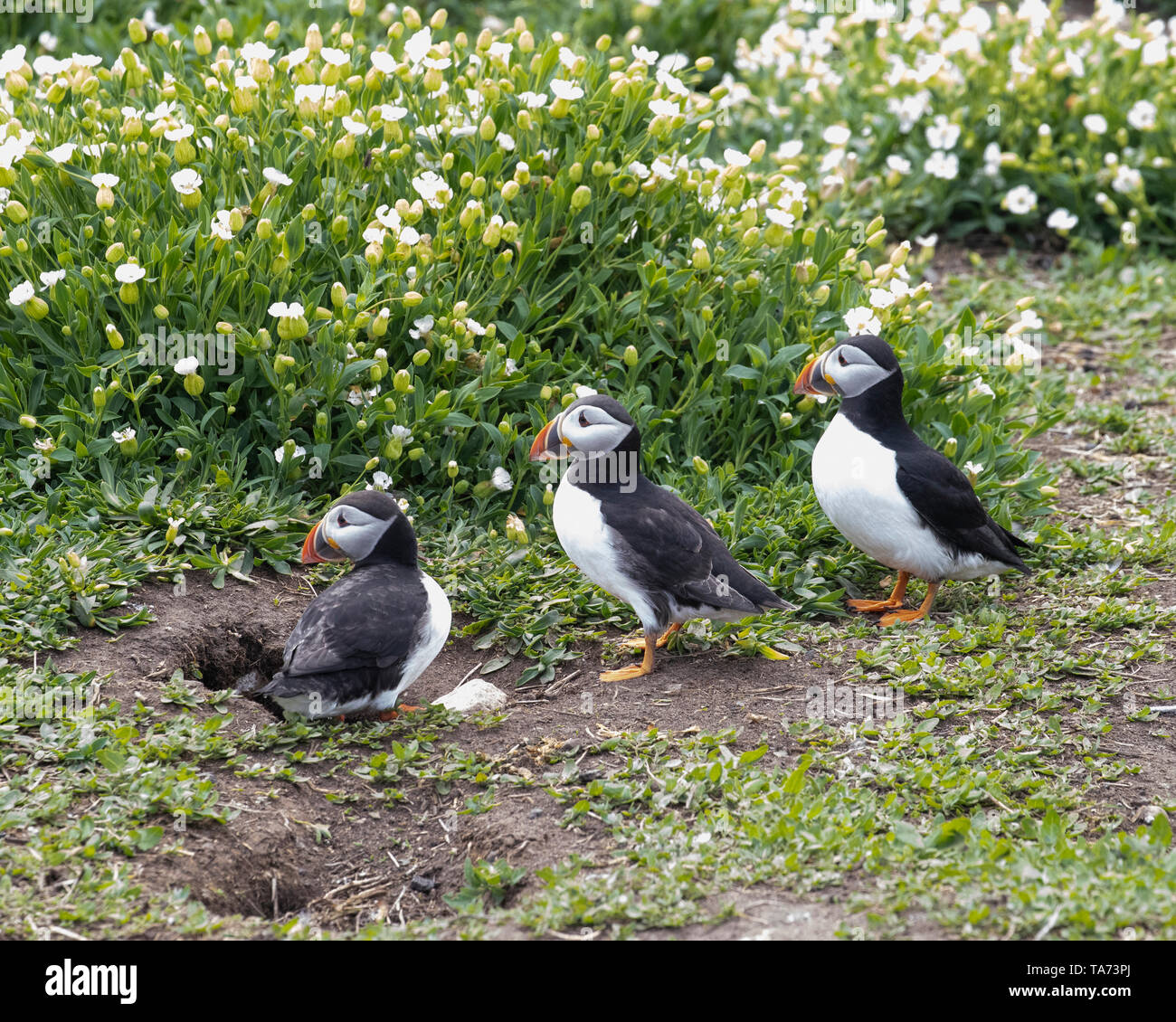Puffin burrow hi-res stock photography and images - Alamy