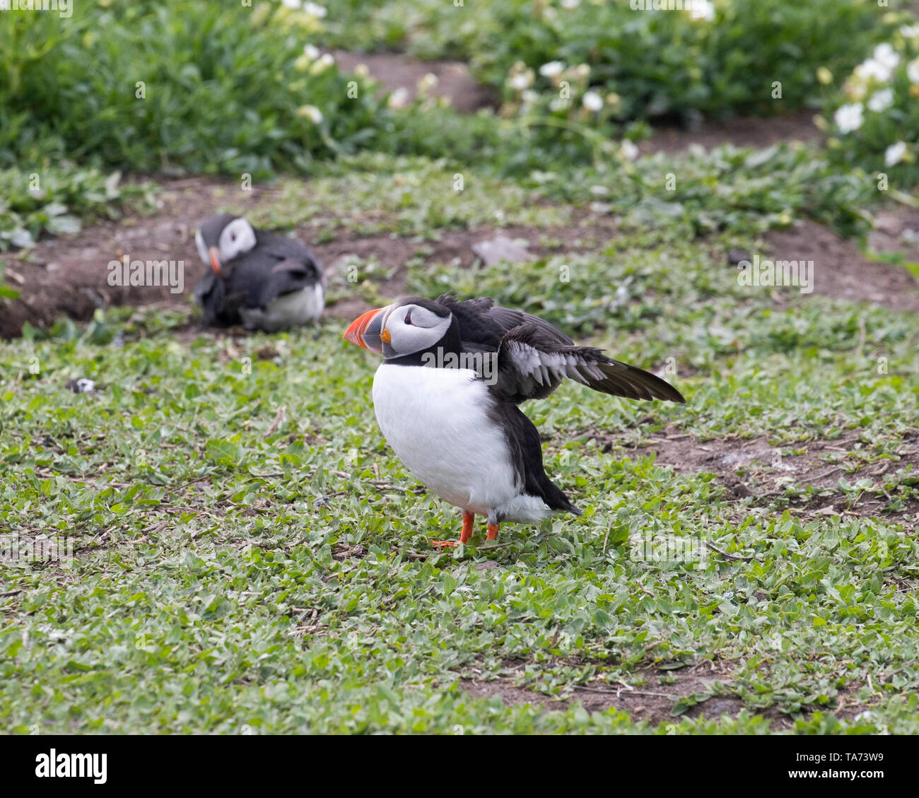 Puffin at burrow hi-res stock photography and images - Alamy