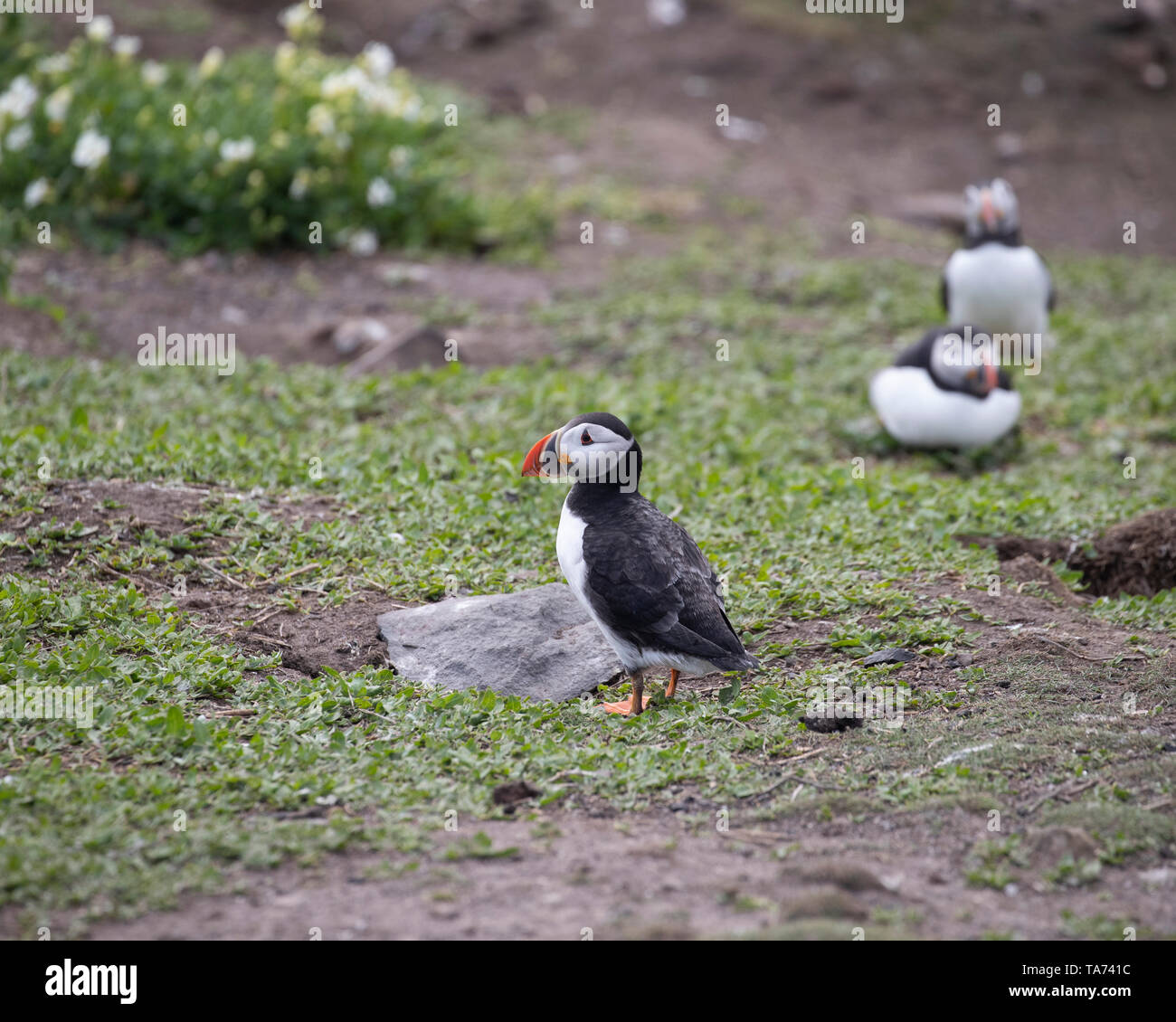 Puffin at burrow hi-res stock photography and images - Alamy
