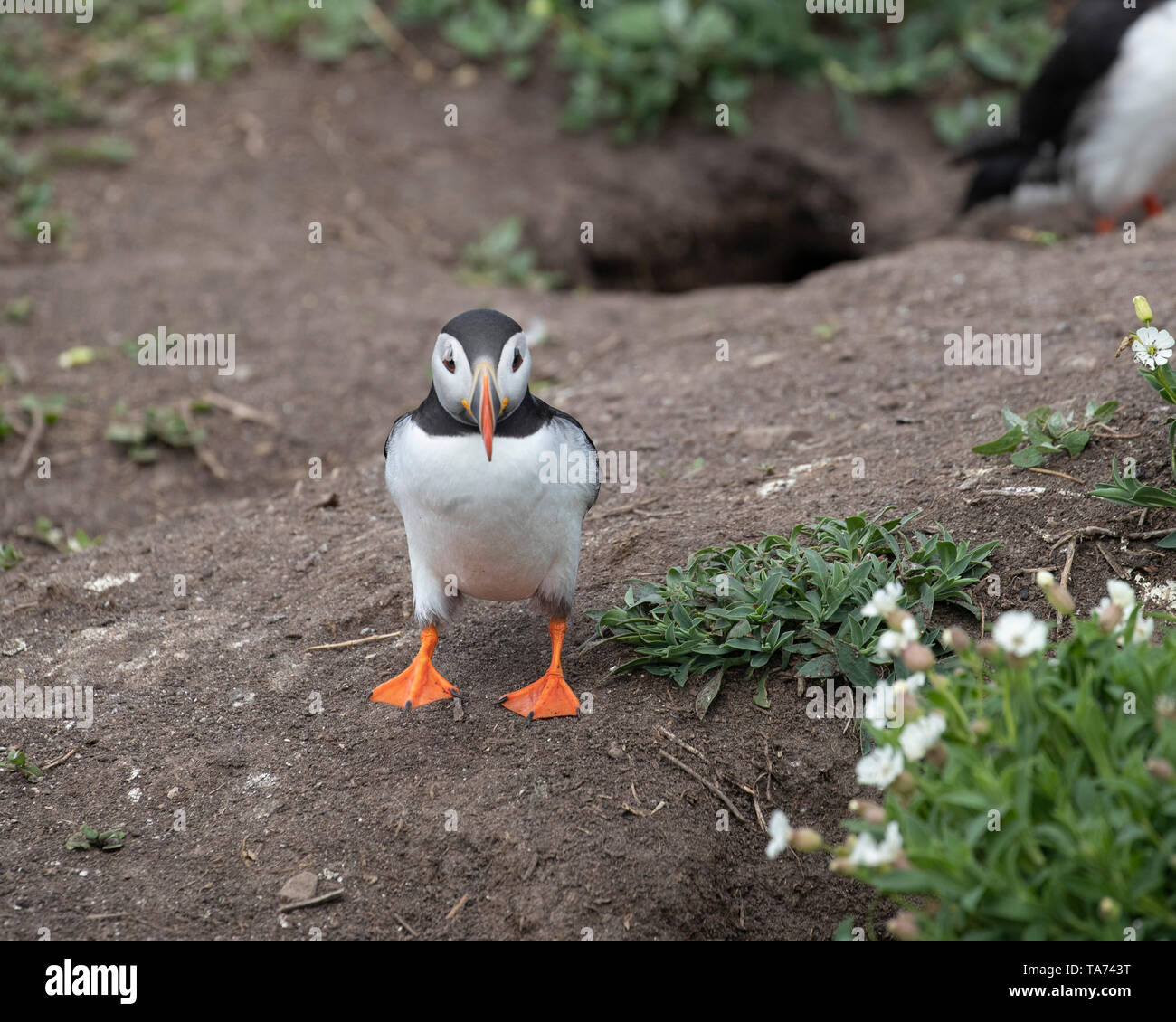 Single puffin standing on ground near burrow Stock Photo - Alamy