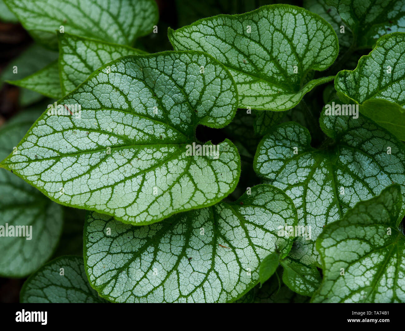Variegated Leaves Plant Stock Photos & Variegated Leaves Plant Stock ...
