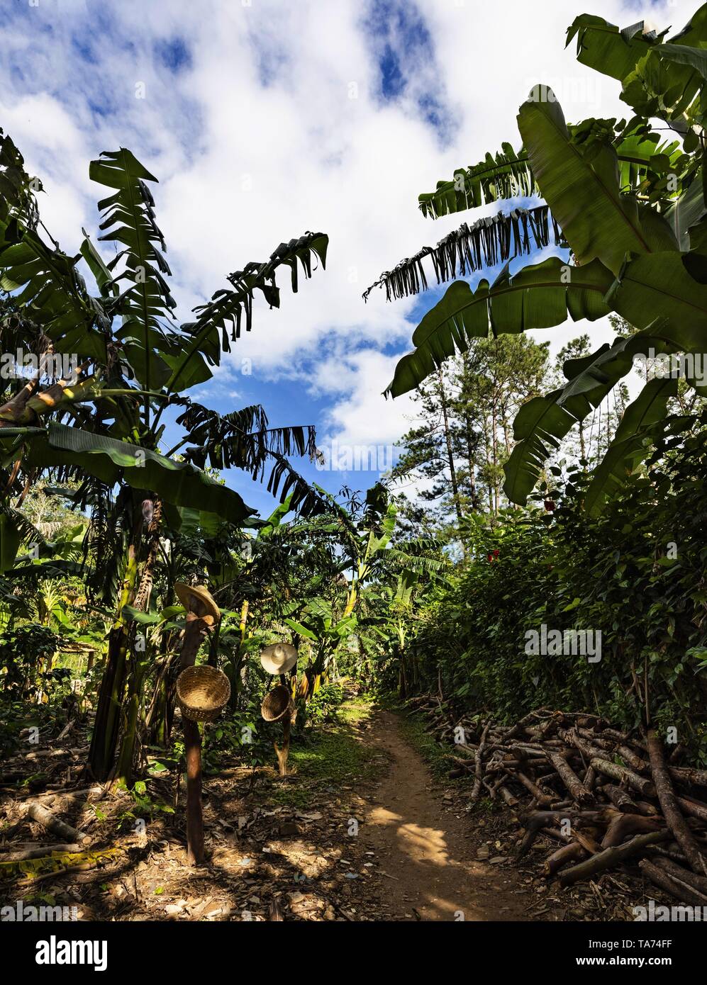 The coffee bean collectors have finished their work - Topes de ...