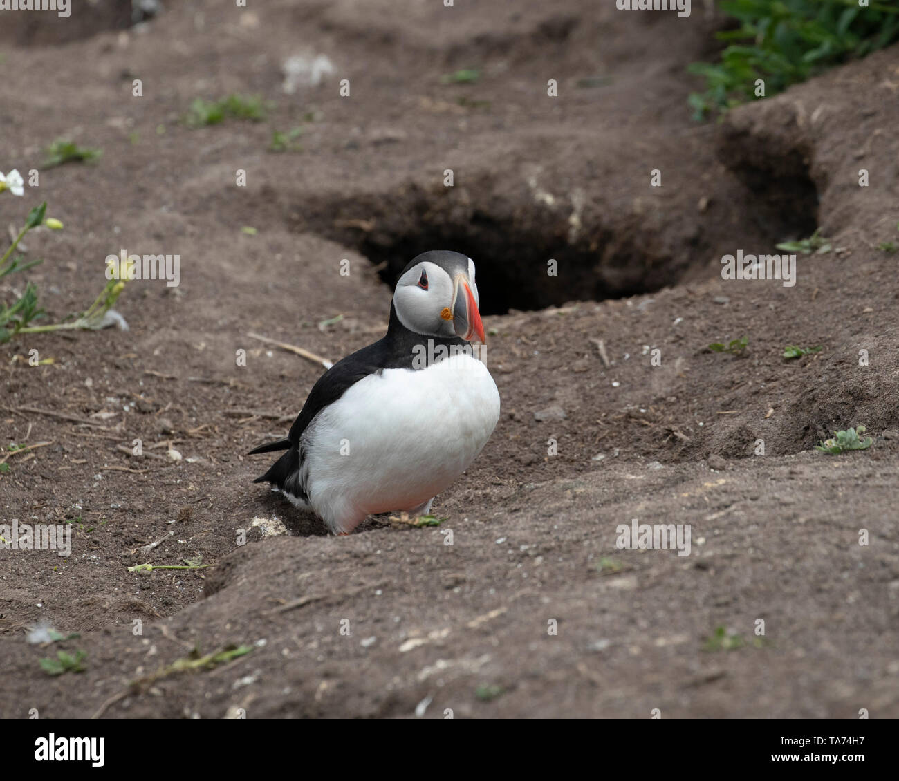 Single puffin standing on ground near burrow Stock Photo - Alamy