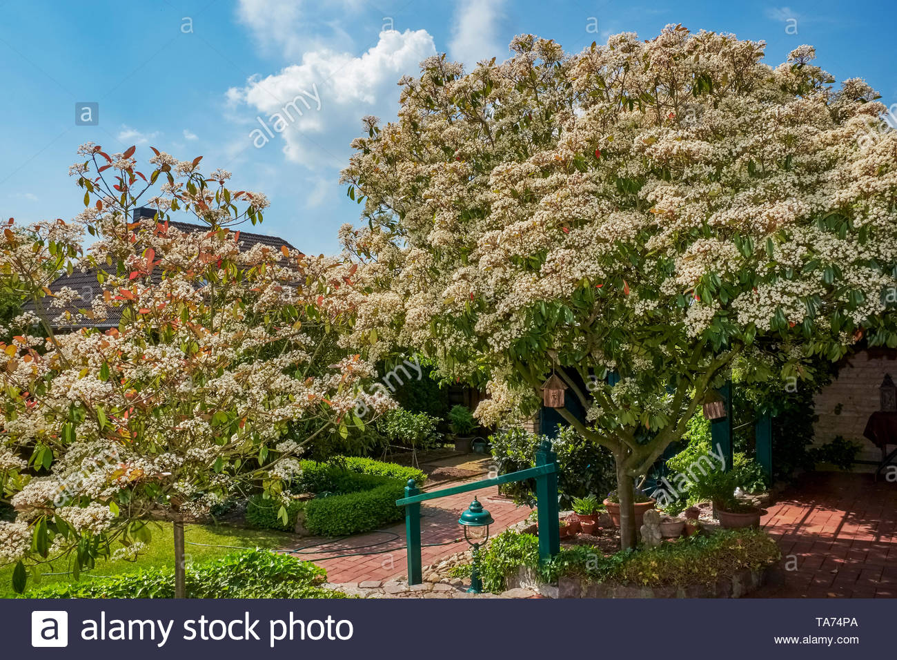 Photinia Red Robin Tree High Resolution Stock Photography and Images ...